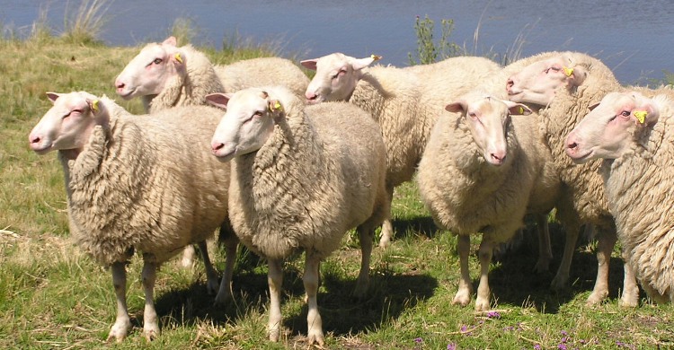 Inicio • Frisona Milchschaf